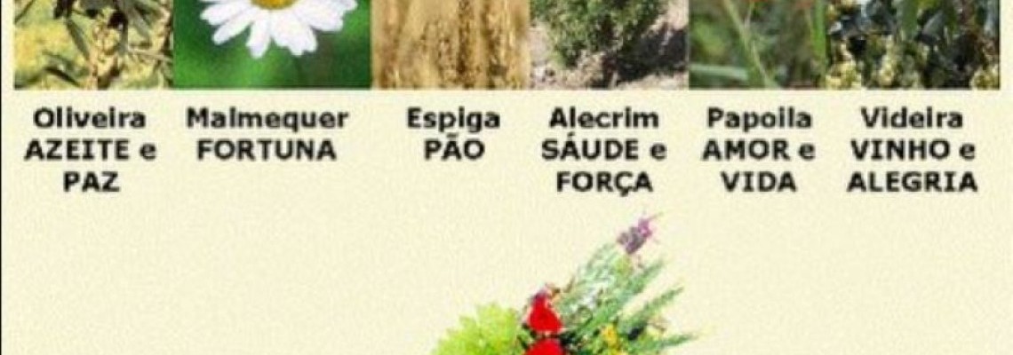 O Ramo do Dia Espiga: Simbolismo e Usos